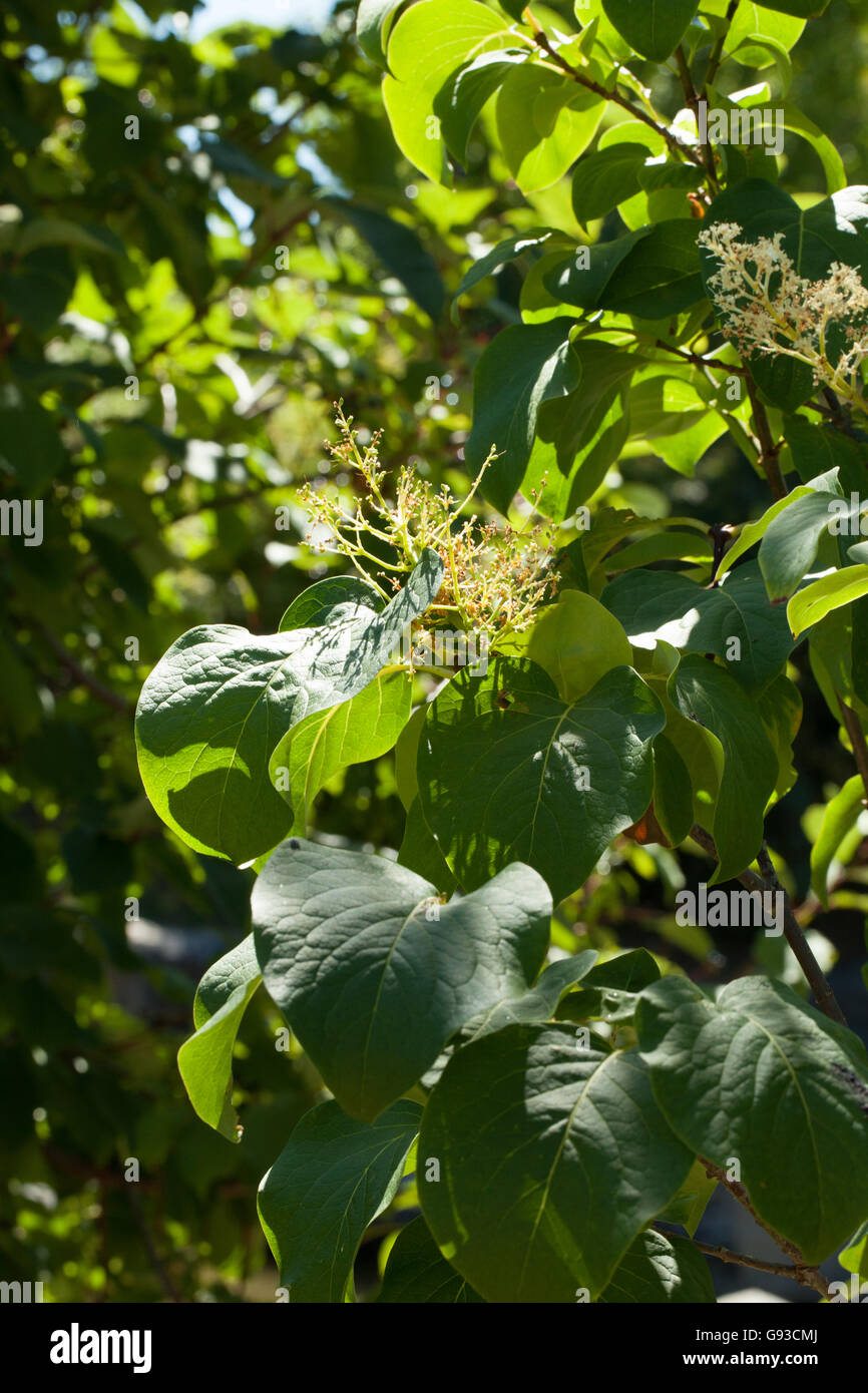 Syringa reticulata hi-res stock photography and images - Alamy