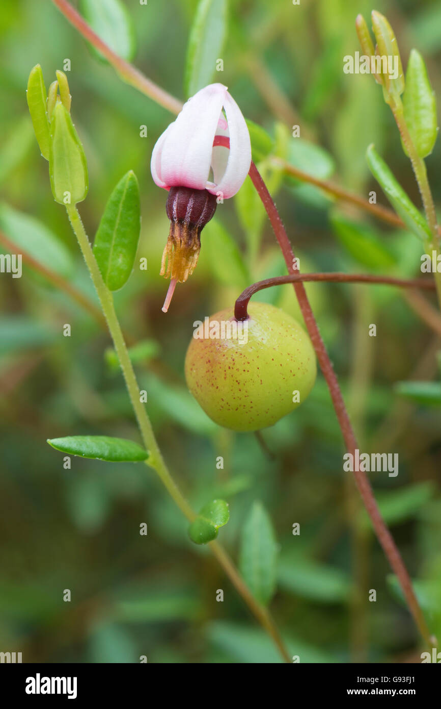 Cranberry flower hi-res stock photography and images - Alamy