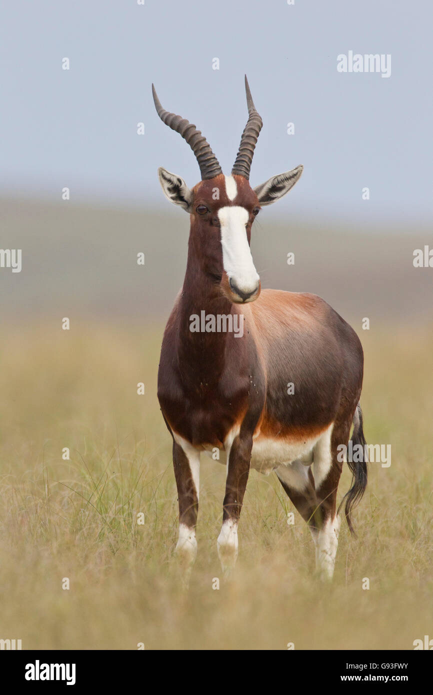Bontebok (Damaliscus dorcas) at Bontebok National Park, South Africa ...