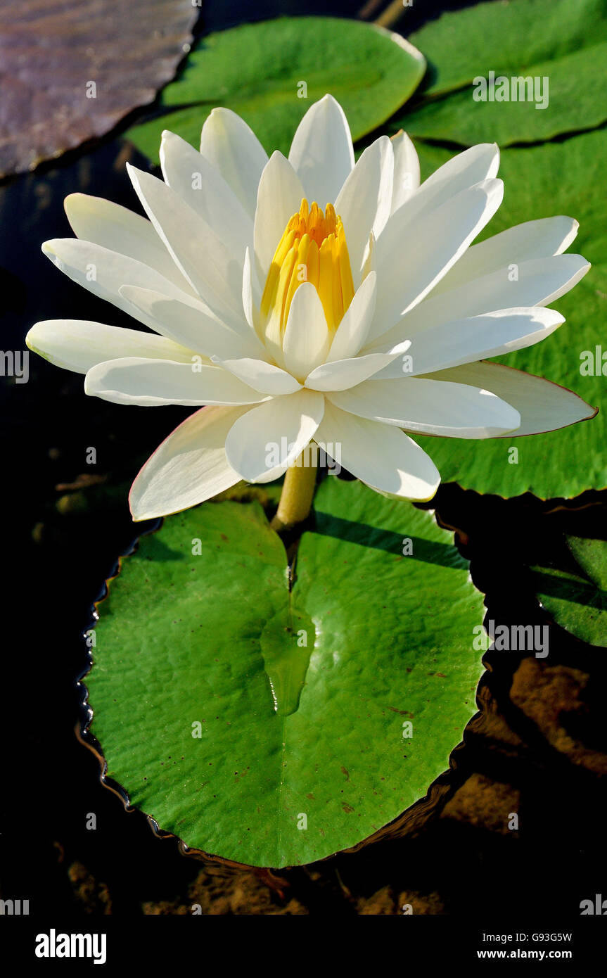 Water lily (Nymphaea sp.), white flower, North Rhine-Westphalia ...