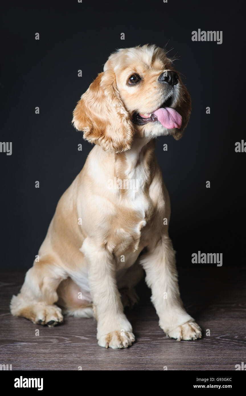American cocker spaniel sitting on dark background. Young purebred ...