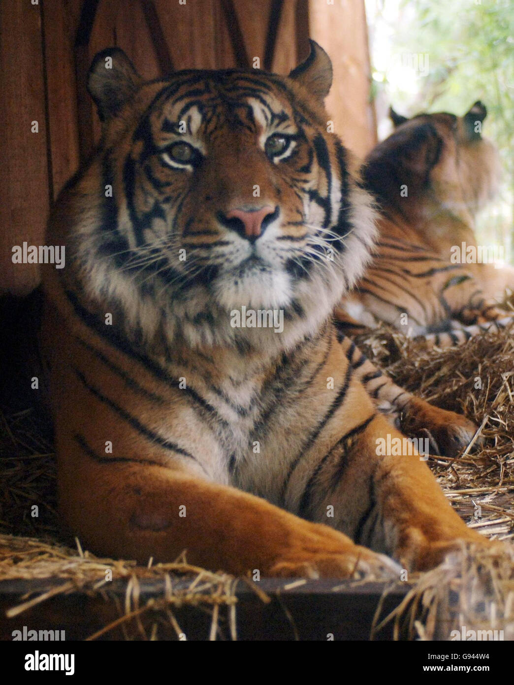 Animals tiger hi-res stock photography and images - Alamy
