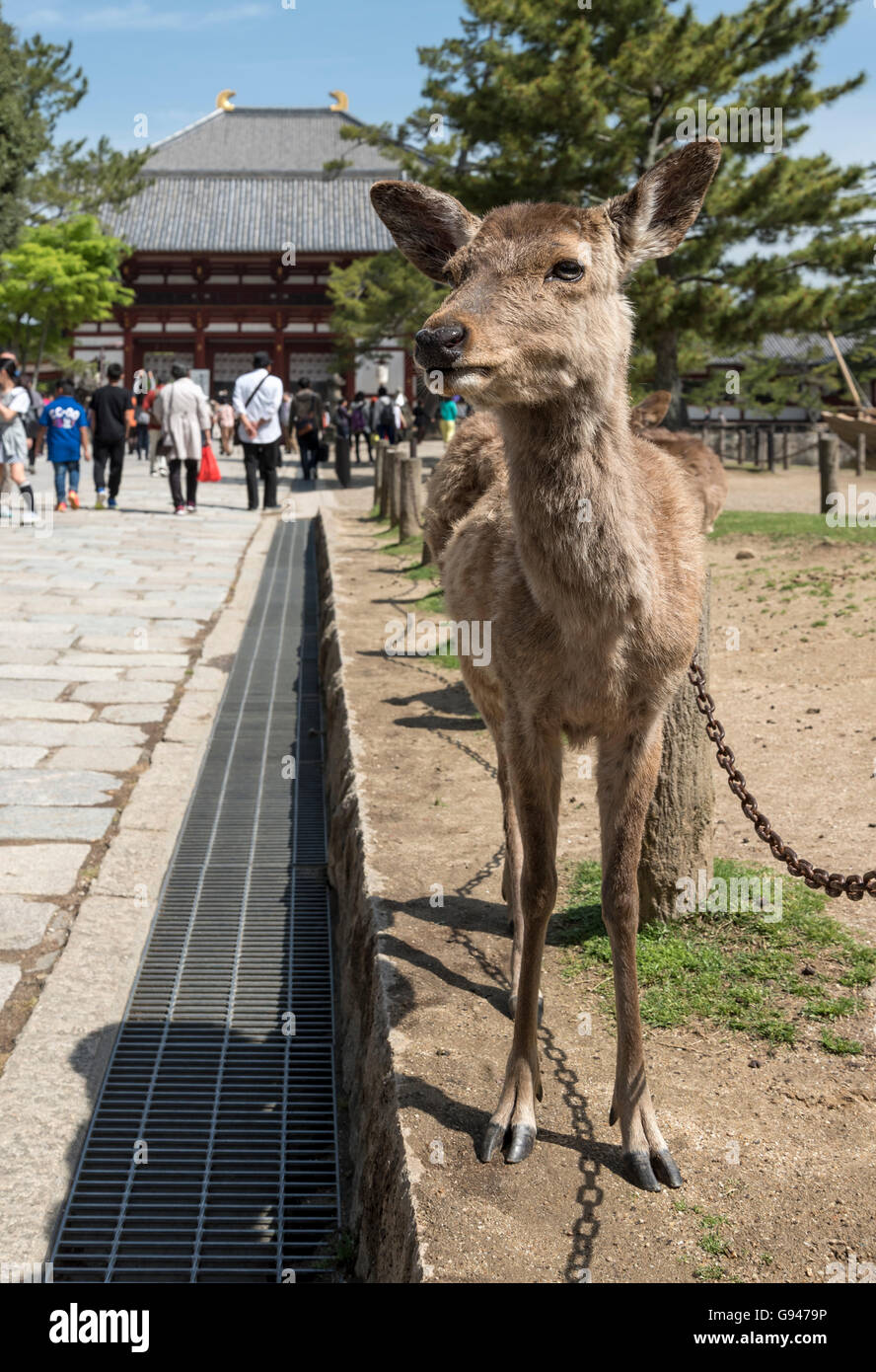 Tame sika deer hi-res stock photography and images - Alamy