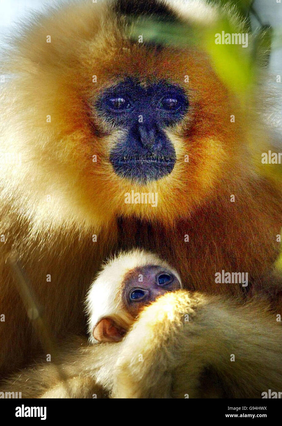 A baby buff-cheeked gibbon called Cheeky, born on February 7, with its ...