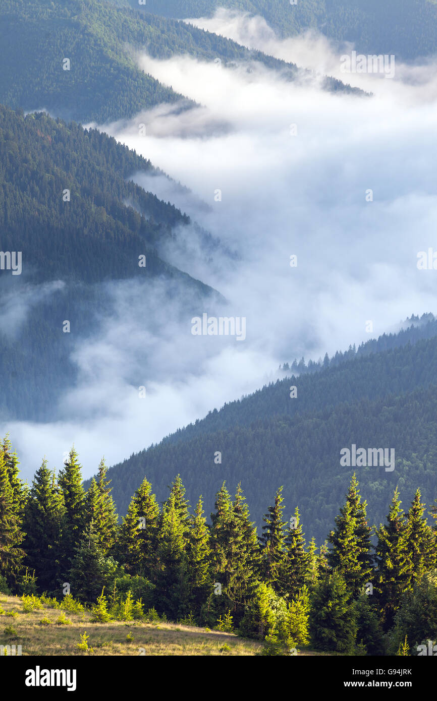 Tropical greenland hi-res stock photography and images - Alamy