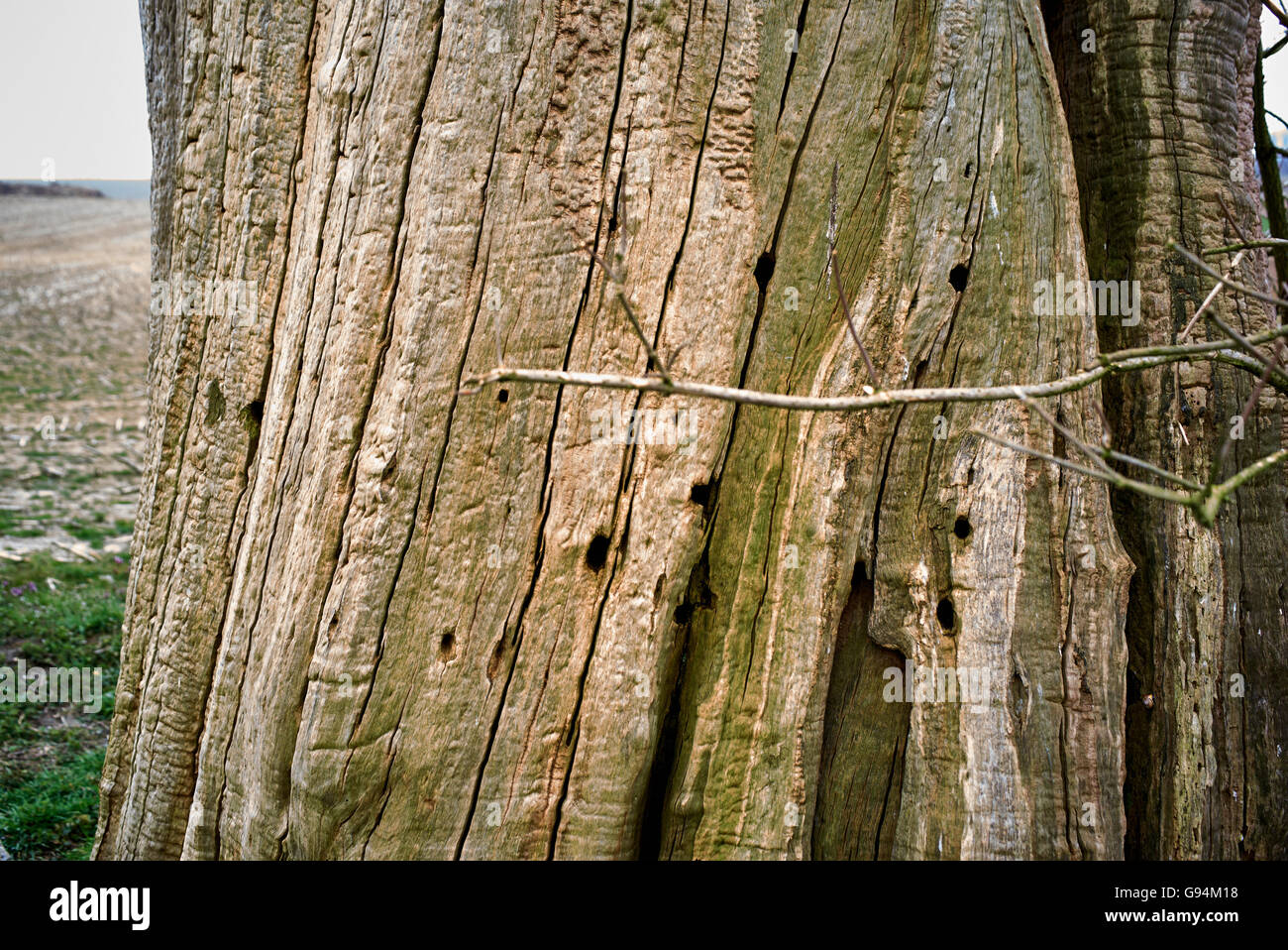 Surviving Trees High Resolution Stock Photography and Images - Alamy