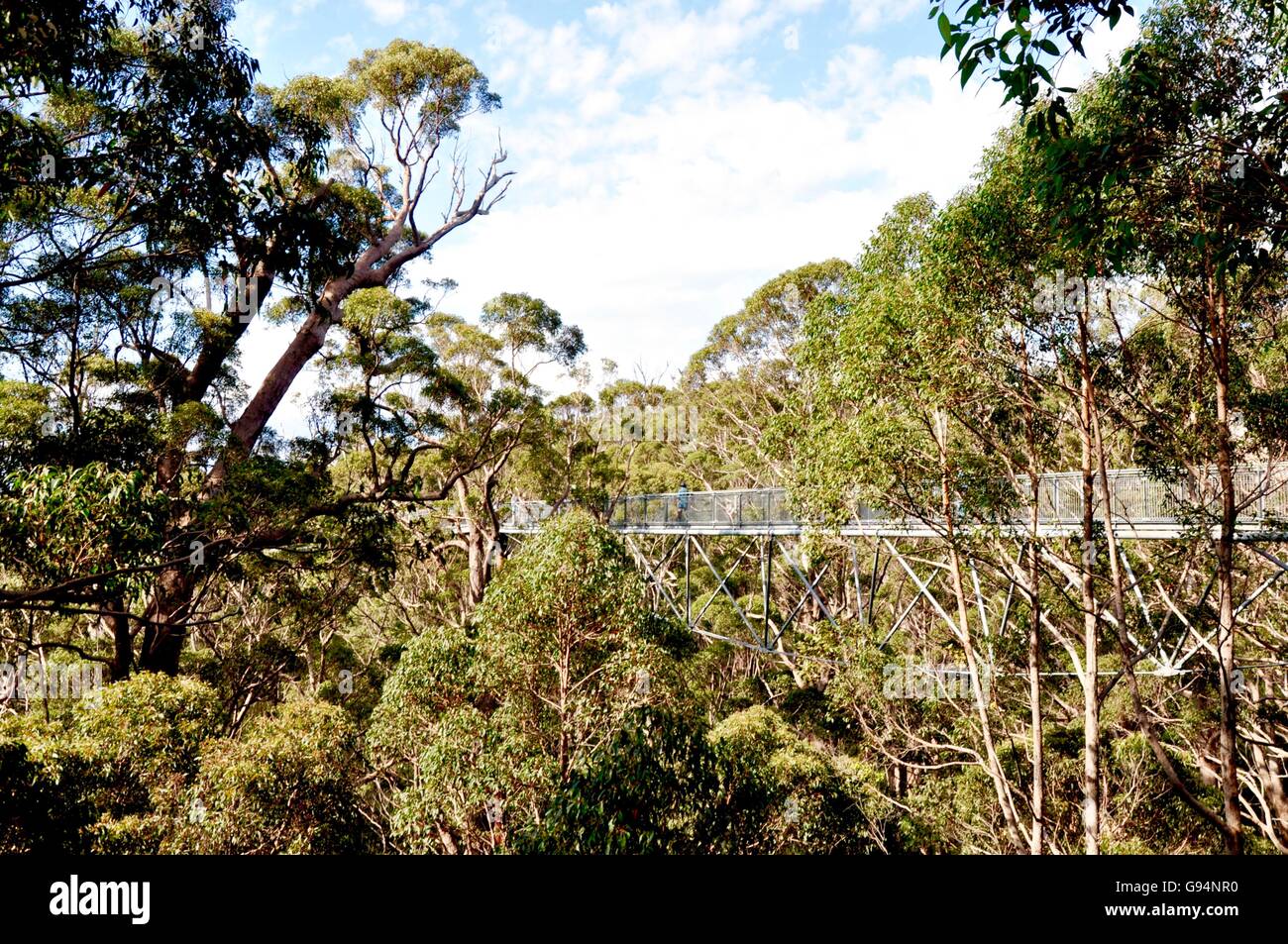 Tree top walk elevated walkway hi-res stock photography and images - Alamy