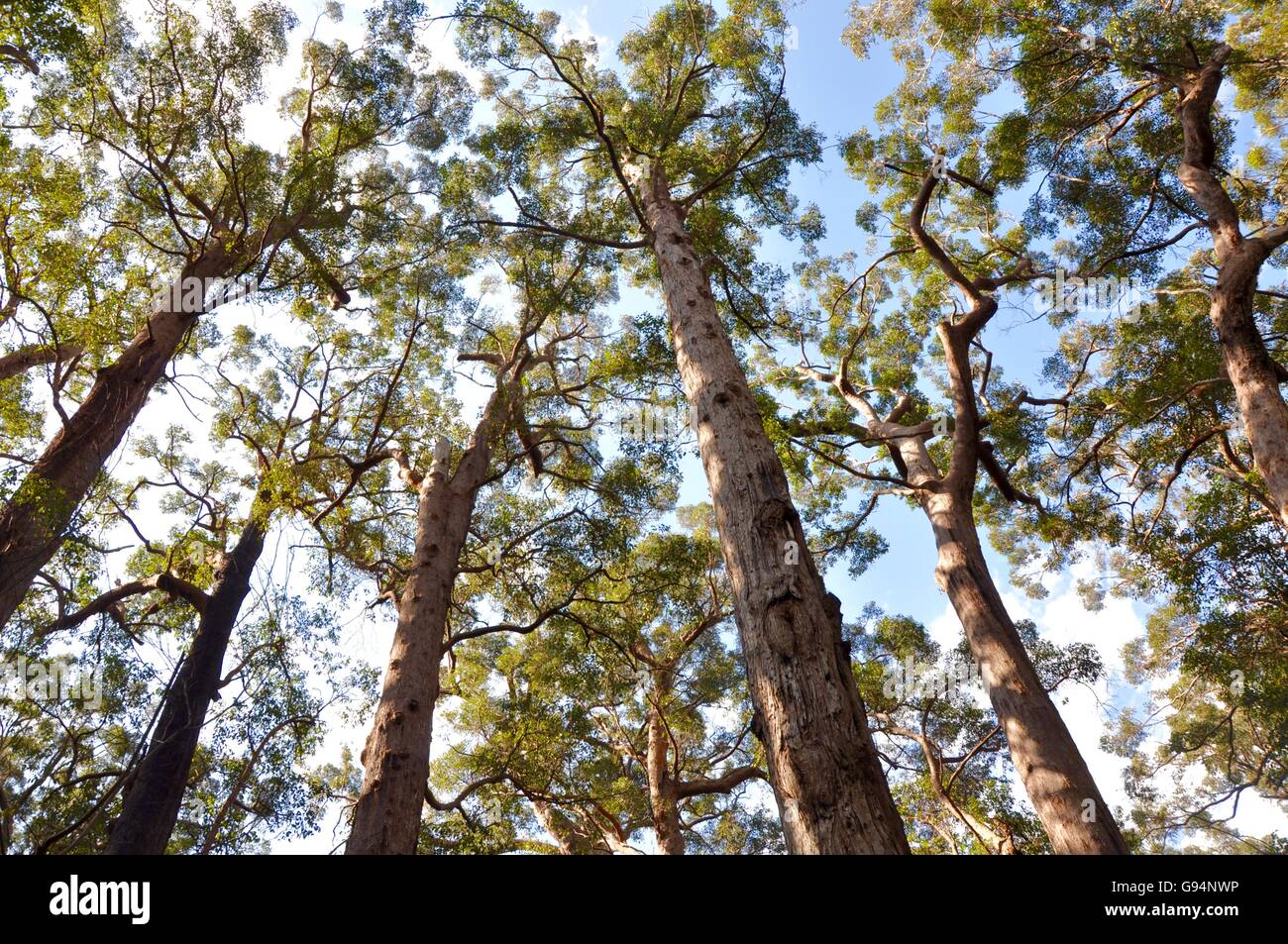 View of the tingle tree tops from the forest floor at the Valley of the ...