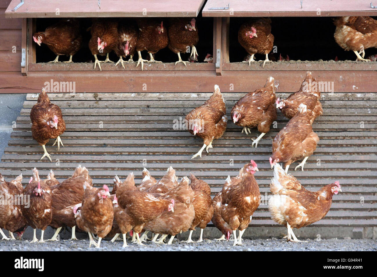 Chickens in a durham poultry farm hi-res stock photography and images ...