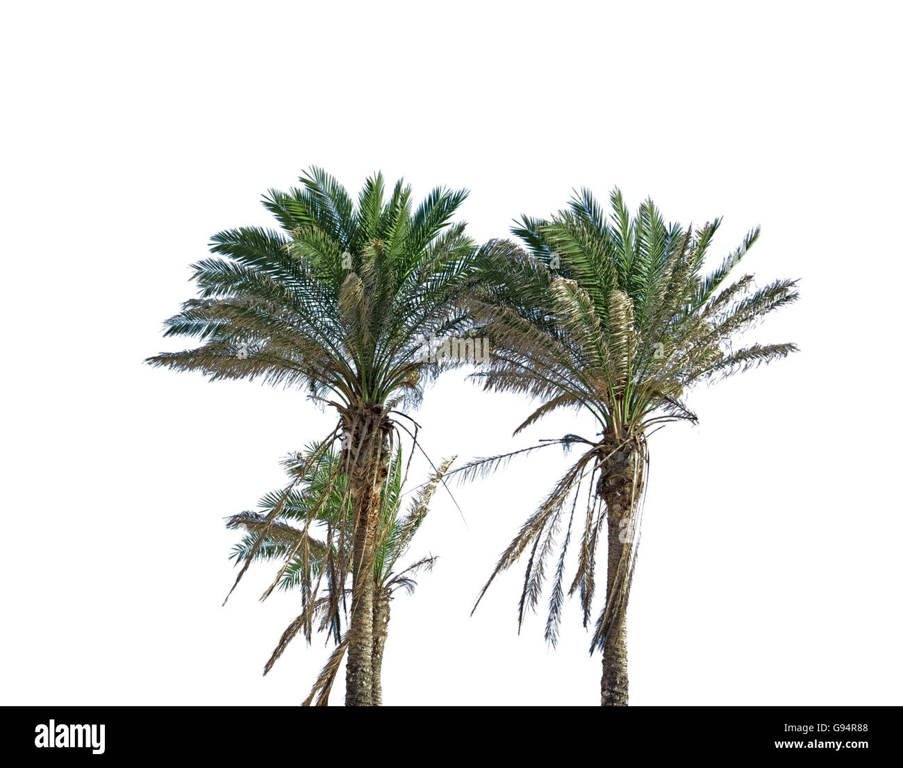 Holiday scene palm trees Cut Out Stock Images & Pictures - Alamy
