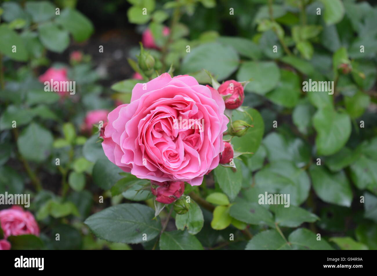 A Pink Rose Stock Photo - Alamy