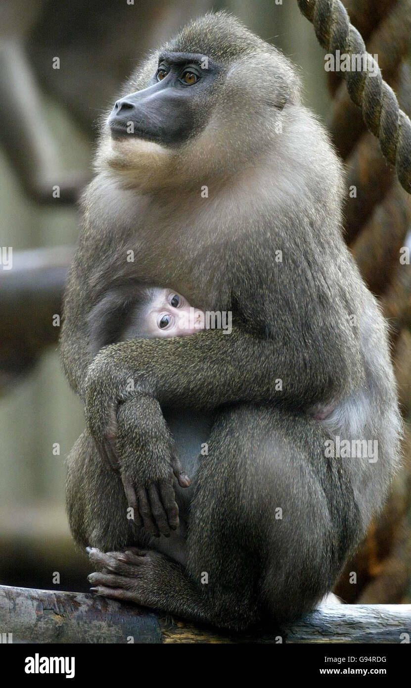 Drill baboon hi-res stock photography and images - Alamy