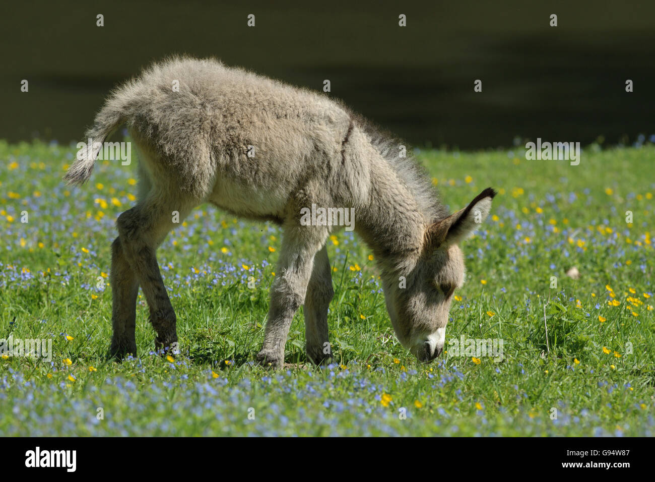 Domestic Donkey, foal Stock Photo - Alamy
