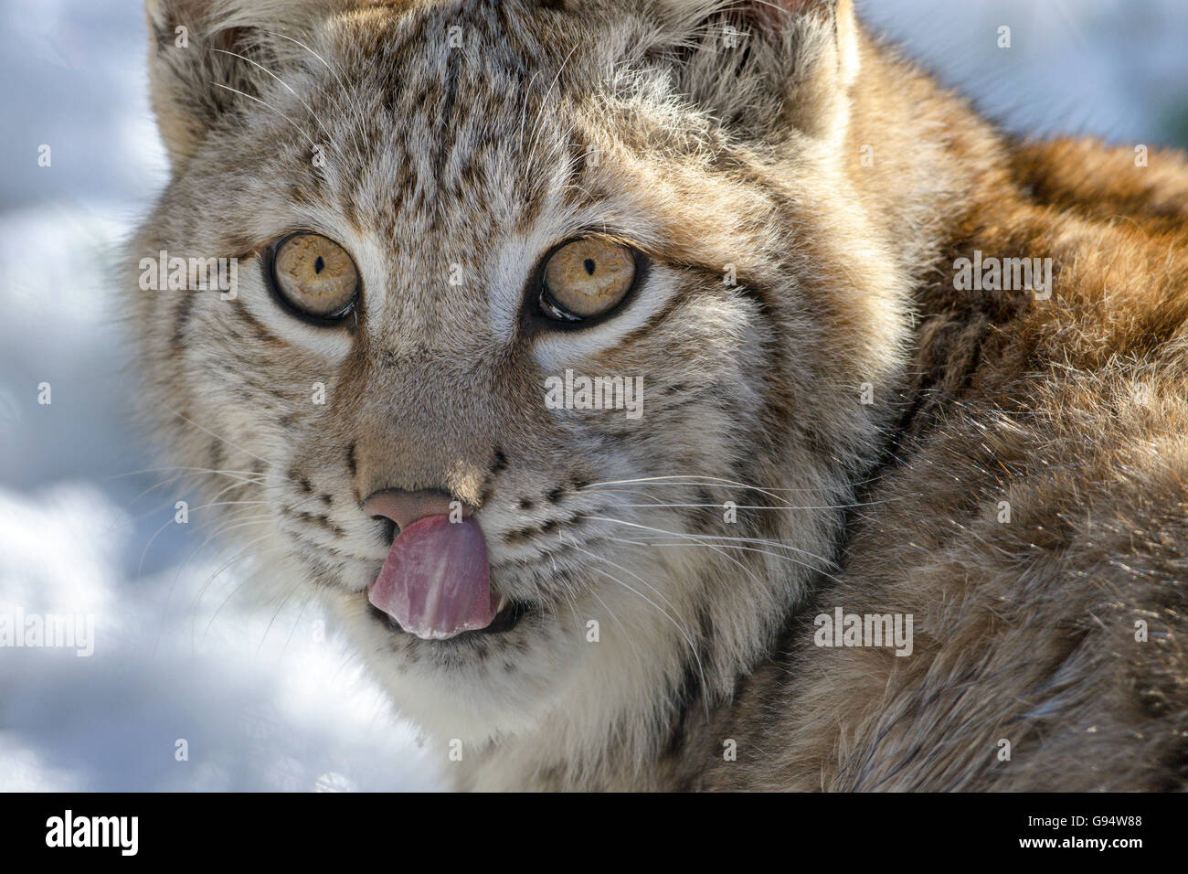 Young eurasian lynx, Europe / (Lynx lynx Stock Photo - Alamy