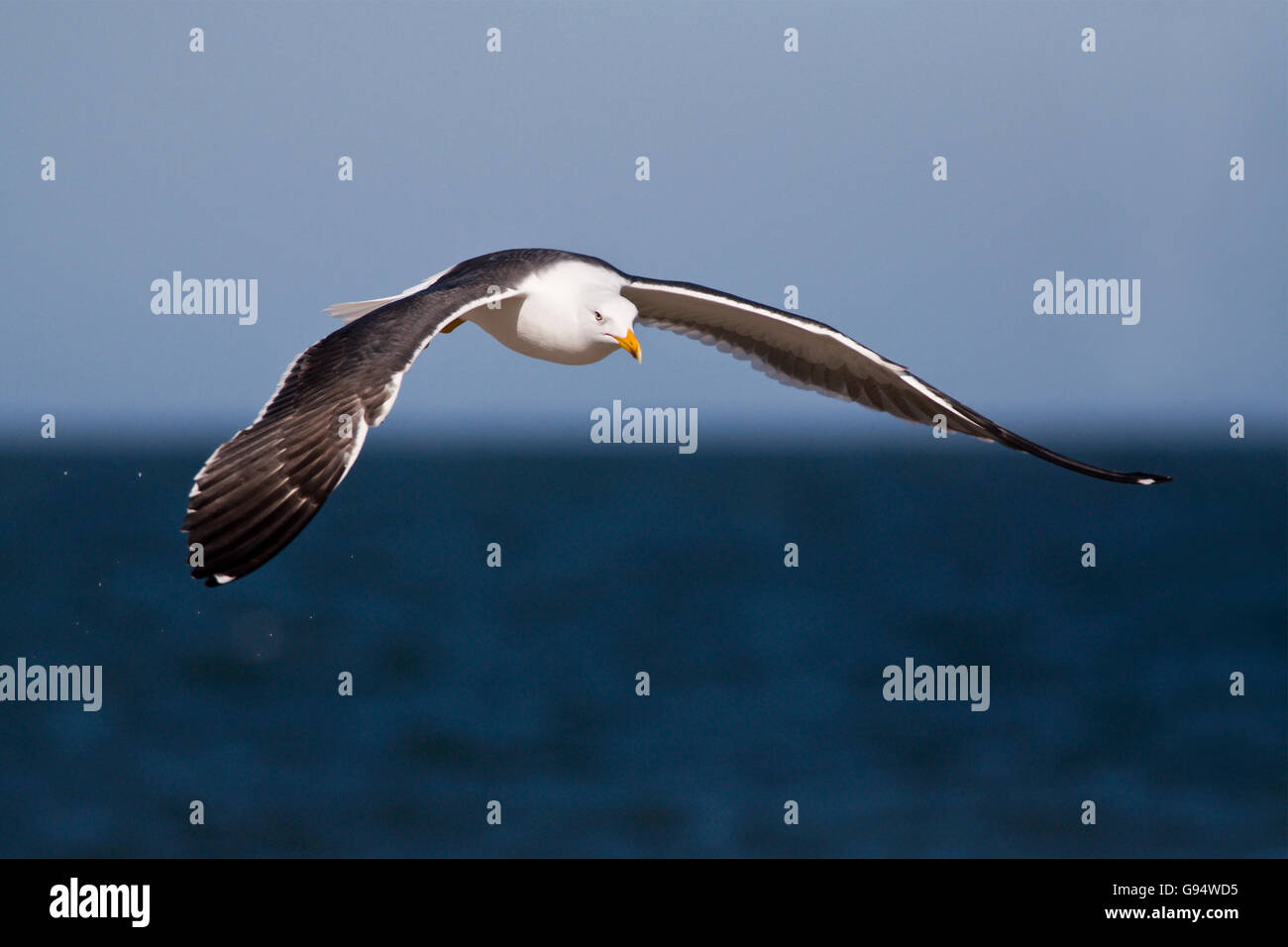 Flying lesser black backed gull hi-res stock photography and images - Alamy