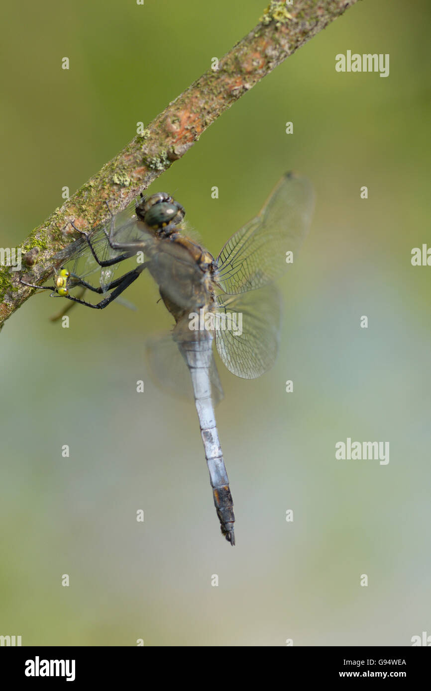 Black-tailed skimmer, nature preserve Freudenthal, Hesse, Germany ...