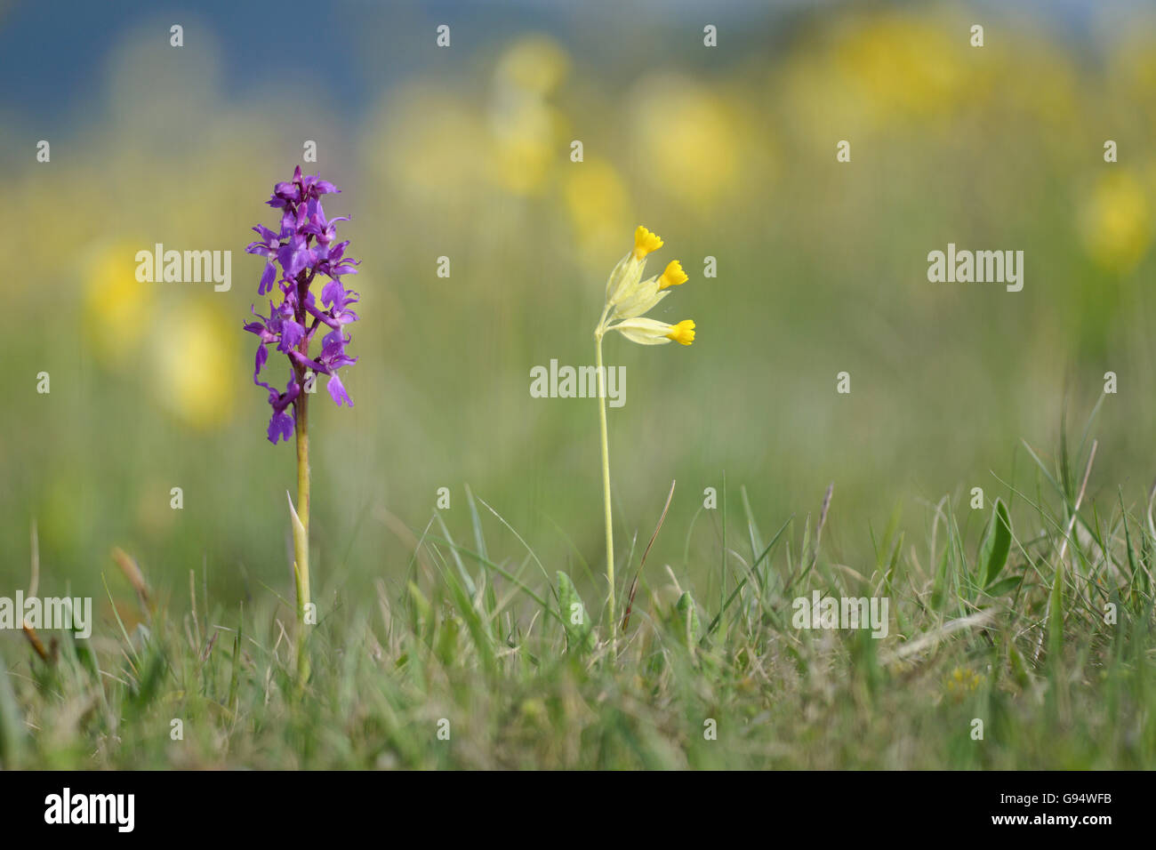 Early purple orchid, Cowslip, nature preserve Meissner Kaufunger Wald ...