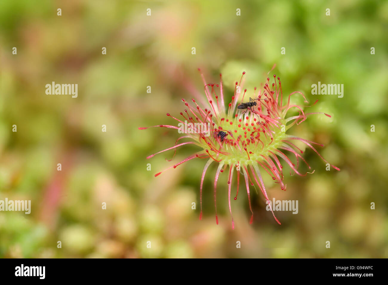 Common sundew, round-leaved sundew, nature preserve Huhnerfeld, Lower ...