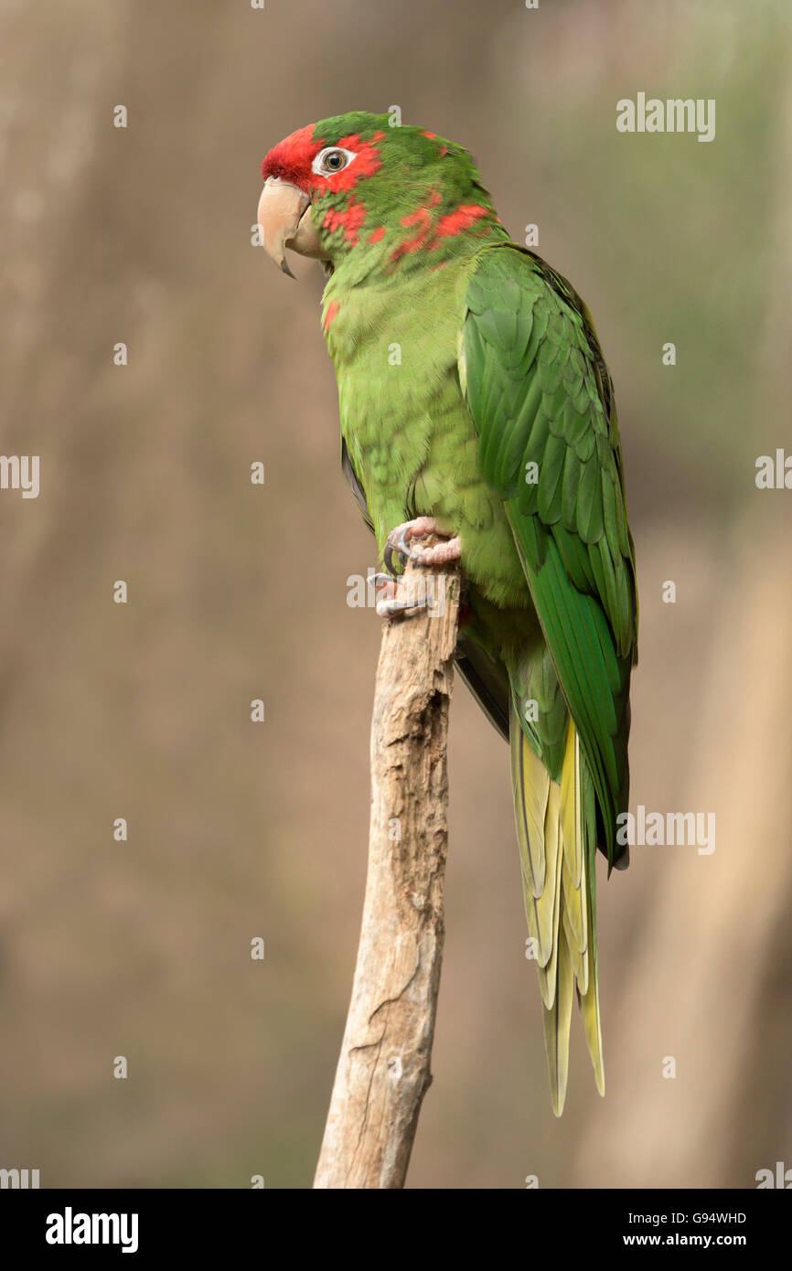 Mitred parakeet, (Aratinga mitrata Stock Photo - Alamy