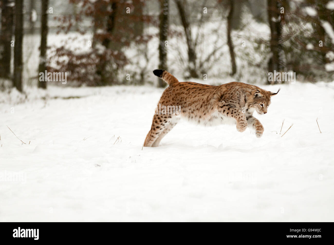 Eurasian lynx lynx lynx hunting hi-res stock photography and images - Alamy