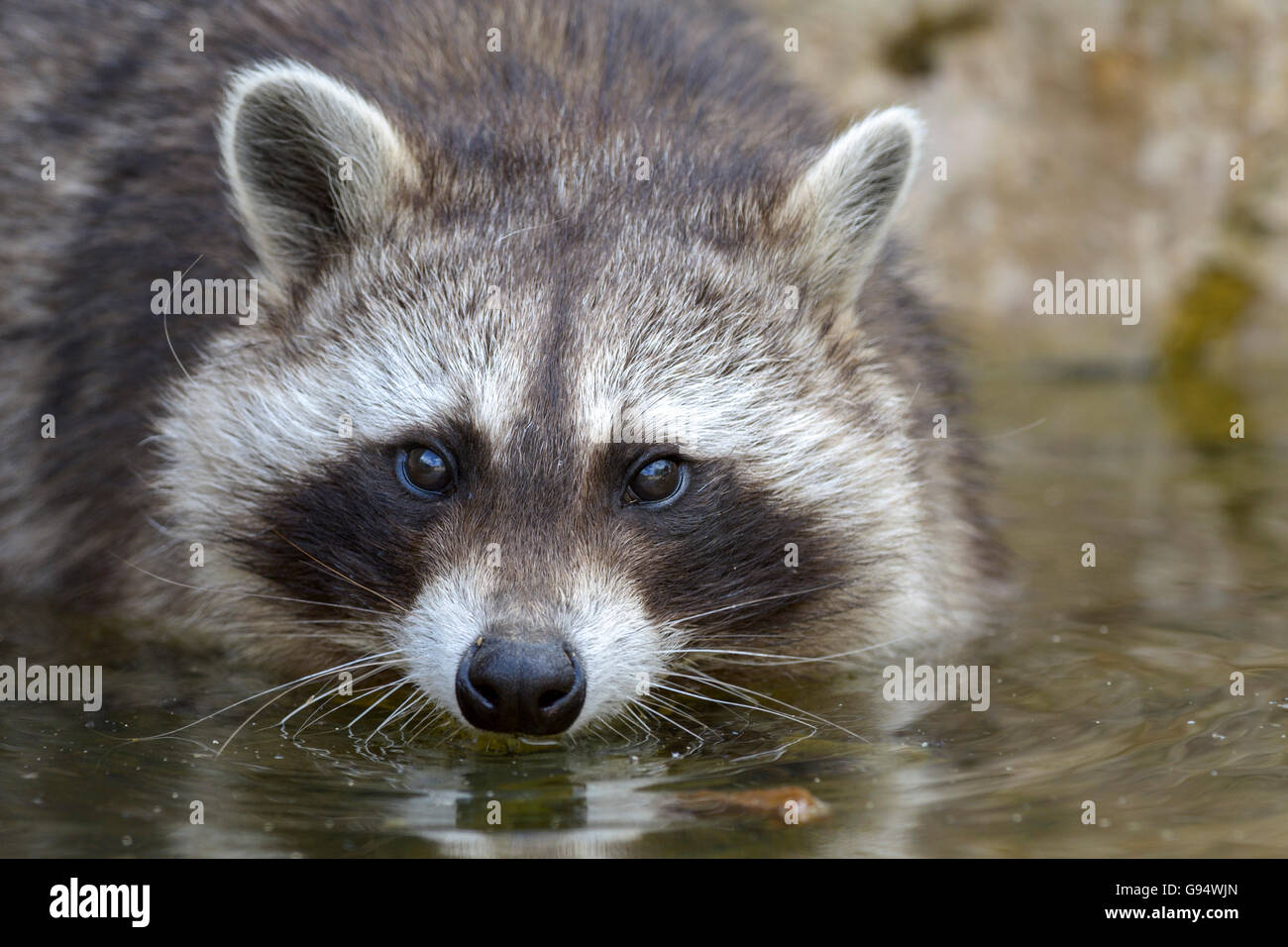 Northern Raccoon / (Procyon lotor Stock Photo - Alamy