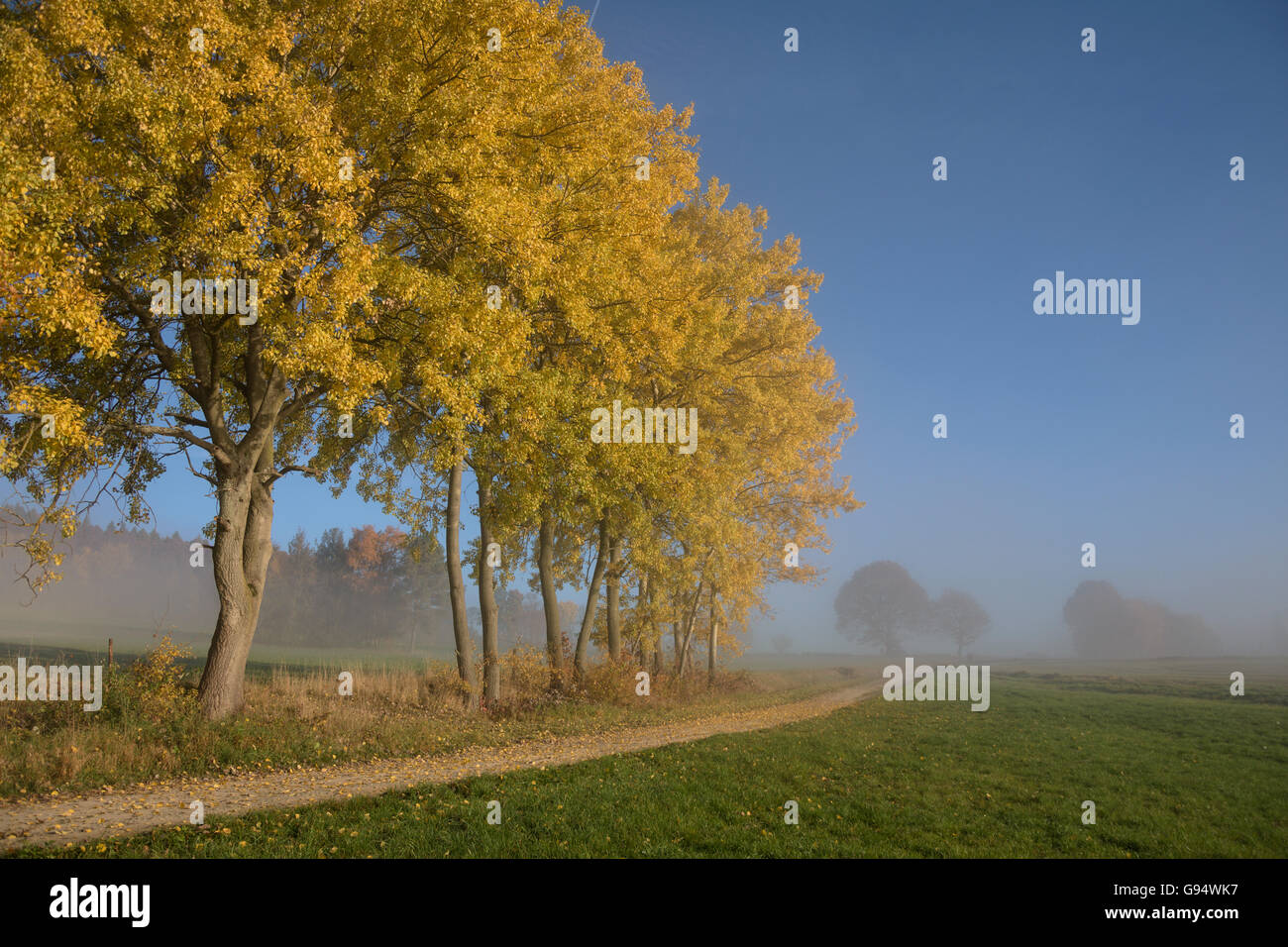 Lane with poplars hi-res stock photography and images - Alamy