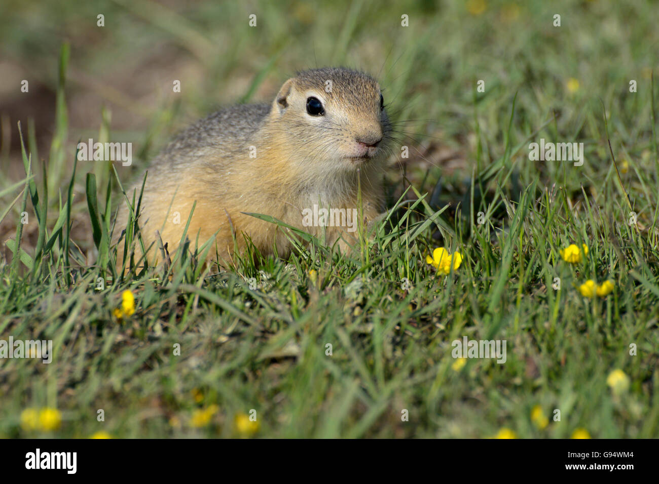 Mongolia spermophilus undulatus hi-res stock photography and images - Alamy