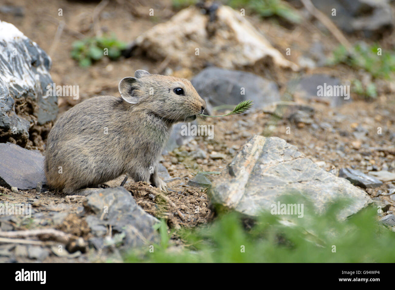 Pallass pikas hi-res stock photography and images - Alamy