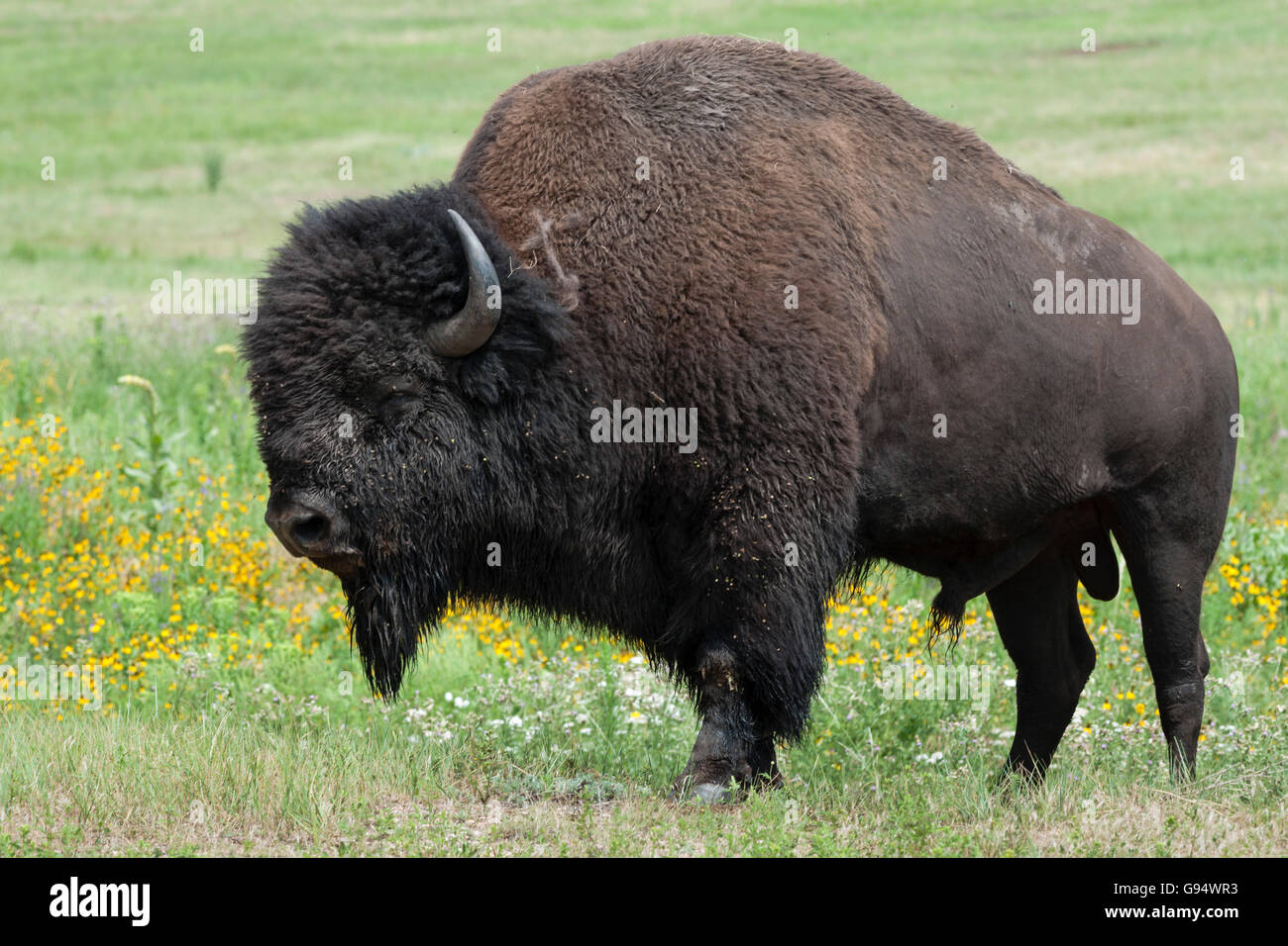 Buffaloe, male, Custer State Park, South Dakota, USA, (Bison bison ...