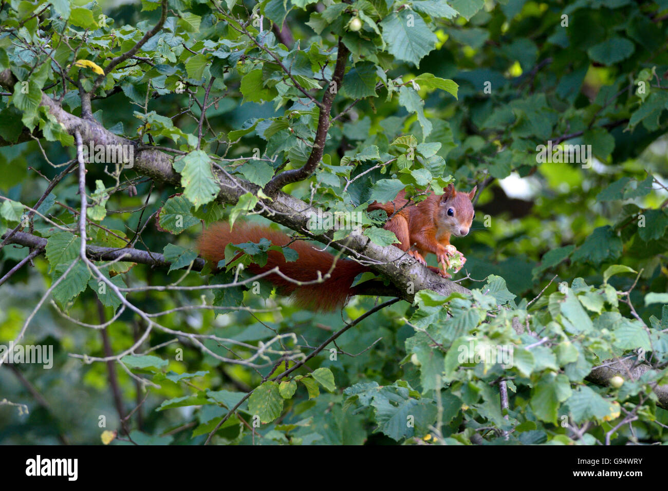 Red squirrel in Hazel, Lower Saxony, Germany, (Sciurus vulgaris Stock ...