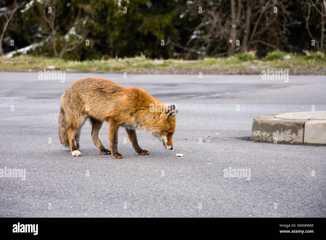 Red fox with Candy, Lower Saxony, Germany, (Vulpes vulpes Stock Photo ...