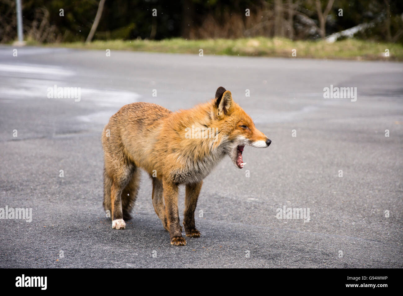 Vulpes in saxony hi-res stock photography and images - Alamy