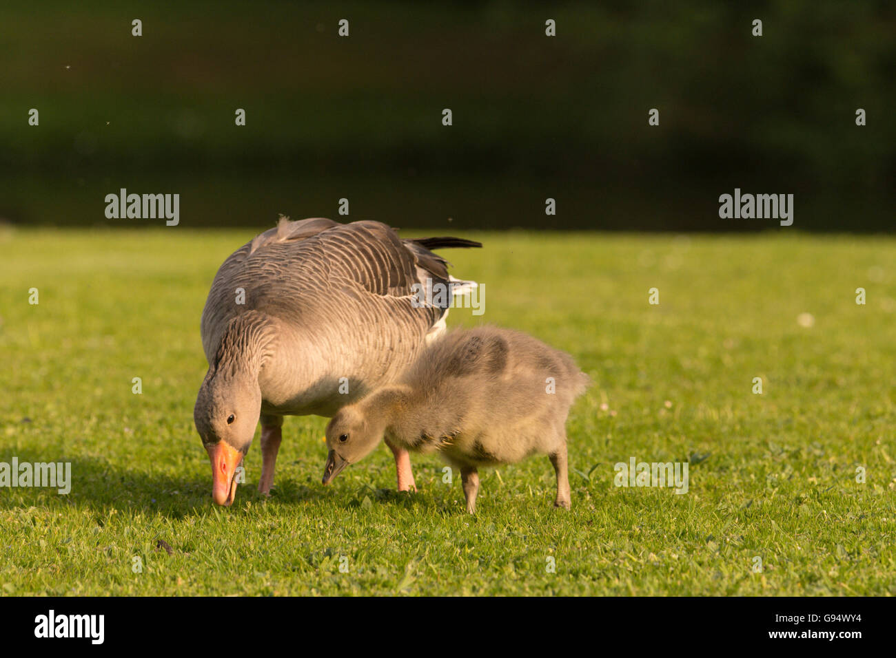 Greylag goose with gosling, Hesse, Germany,(Anser anser Stock Photo - Alamy