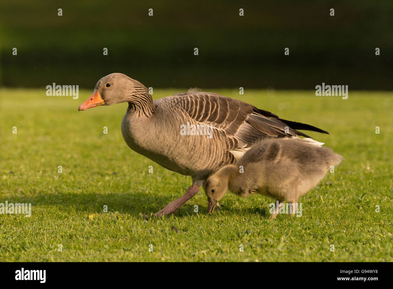 Gosling standing side view hi-res stock photography and images - Alamy