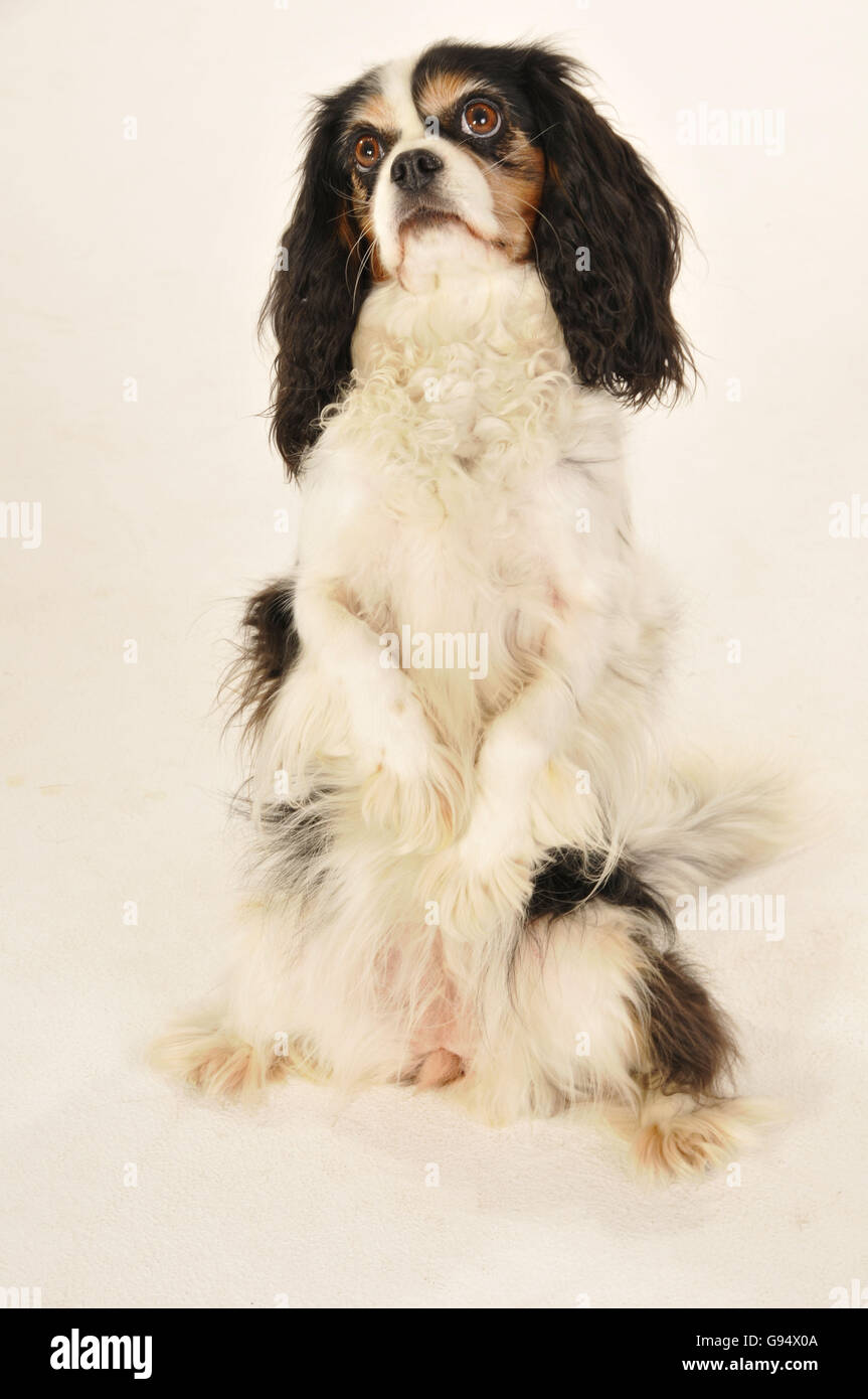 Cavalier King Charles Spaniel, tricolour / trick Stock Photo - Alamy