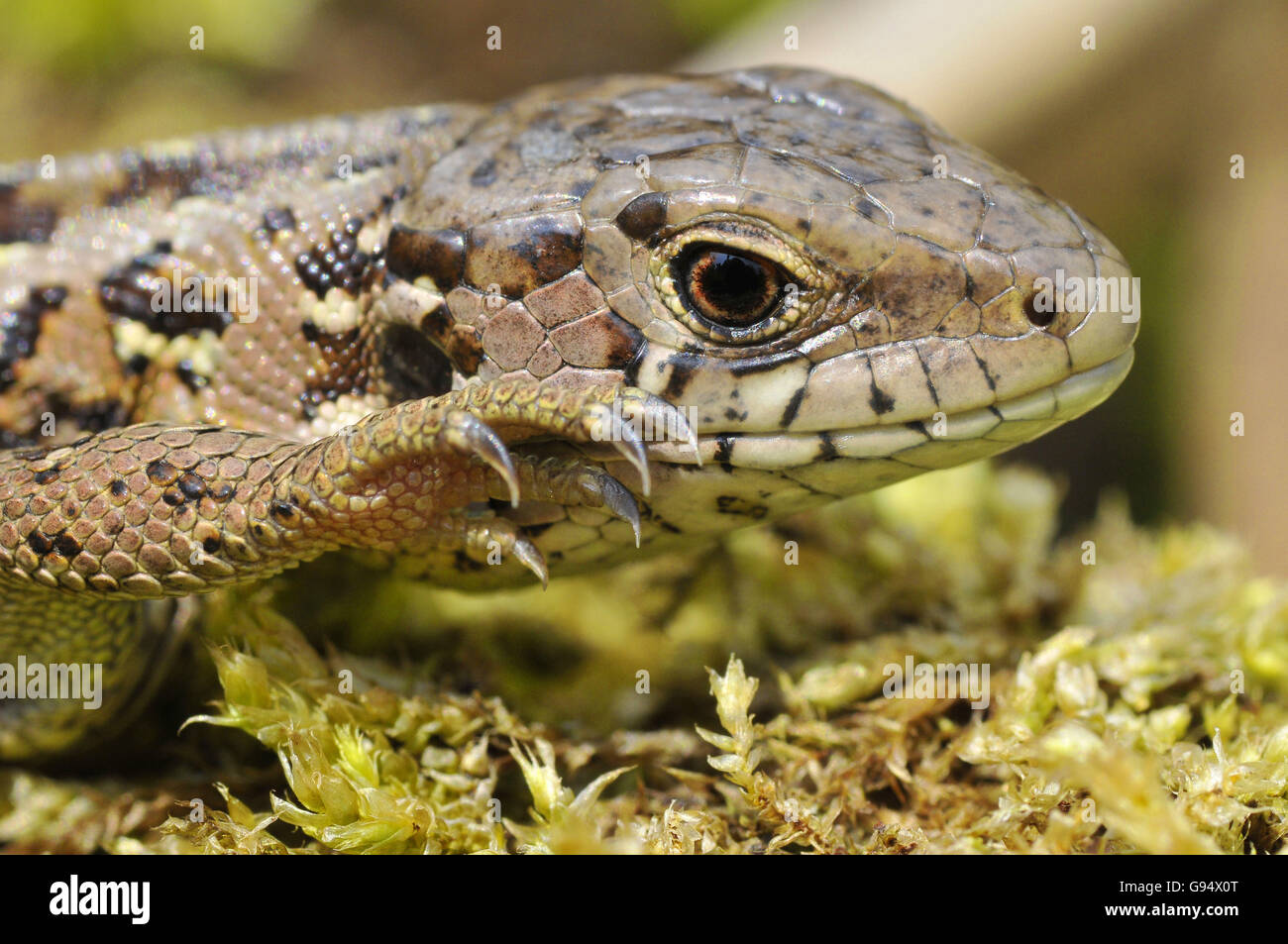 Sand Lizard, female / (Lacerta agilis Stock Photo - Alamy