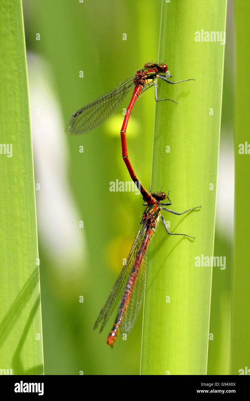 Large Red Damselfly, pair, mating / (Pyrrhosoma nymphula Stock Photo ...