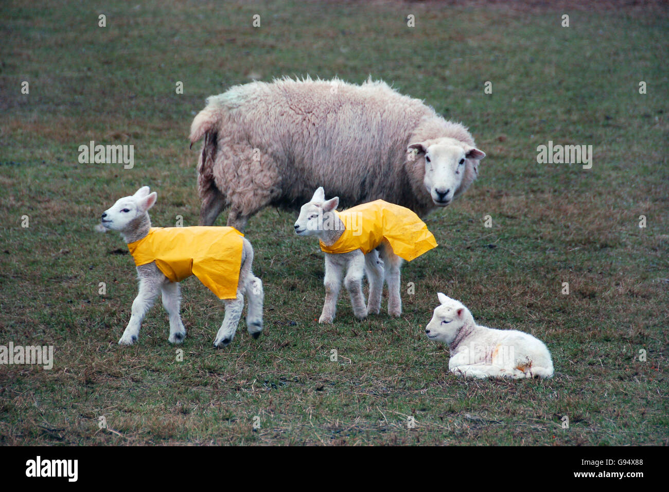 Domestic Sheep, ewe and lambs with raincoat, Ireland / lamb Stock Photo ...