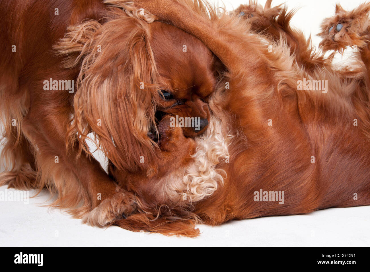 Cavalier King Charles Spaniel, ruby Stock Photo - Alamy