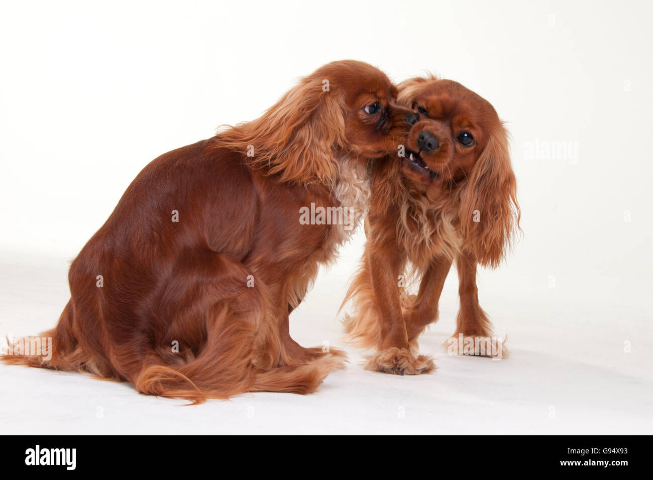 Cavalier King Charles Spaniel, ruby Stock Photo - Alamy