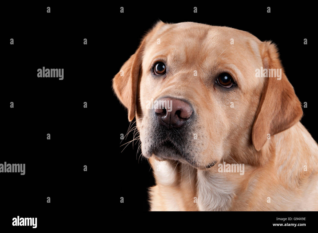 Male labrador retriever hi-res stock photography and images - Alamy