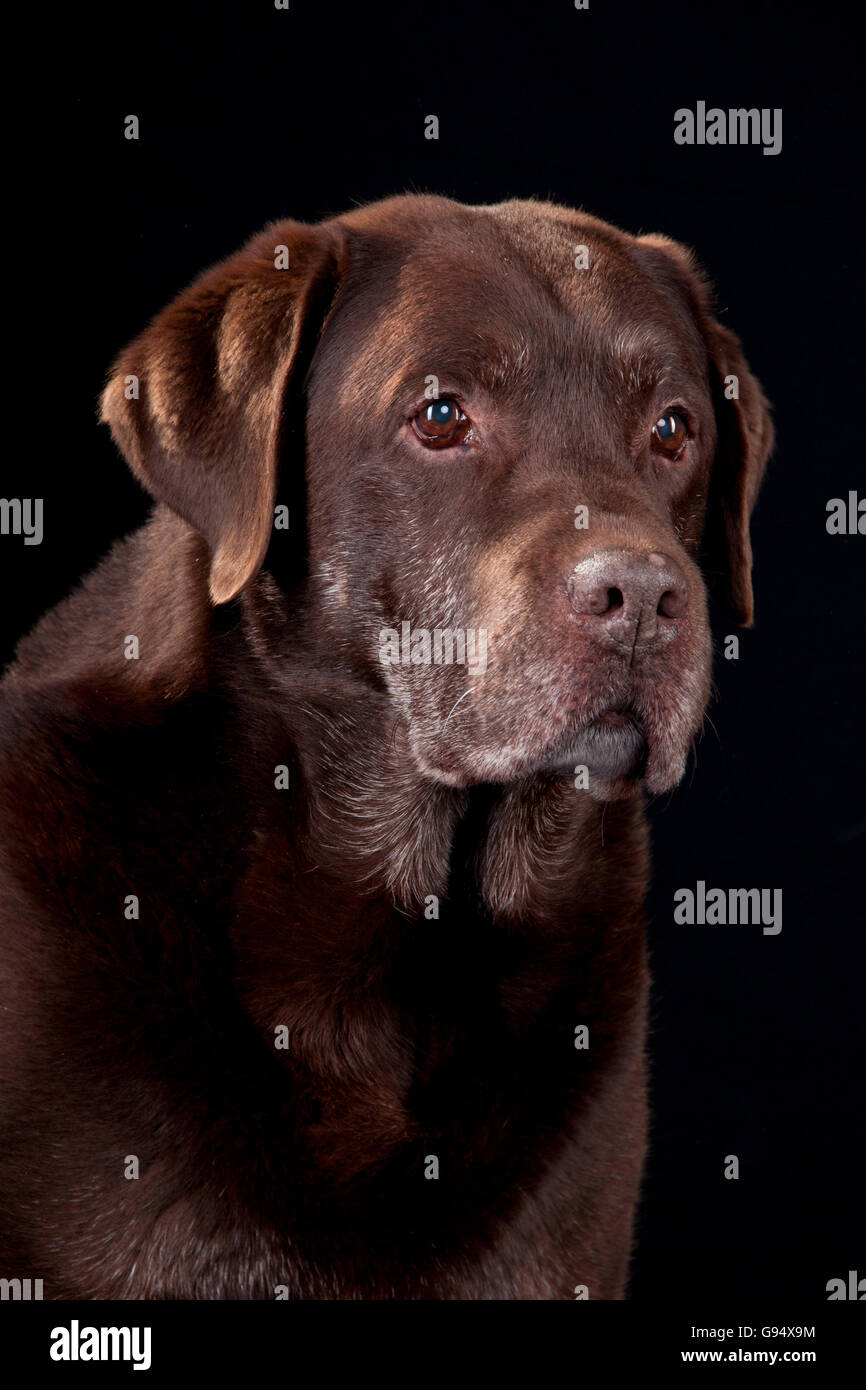 Labrador Retriever, male, chocolate / old dog Stock Photo - Alamy