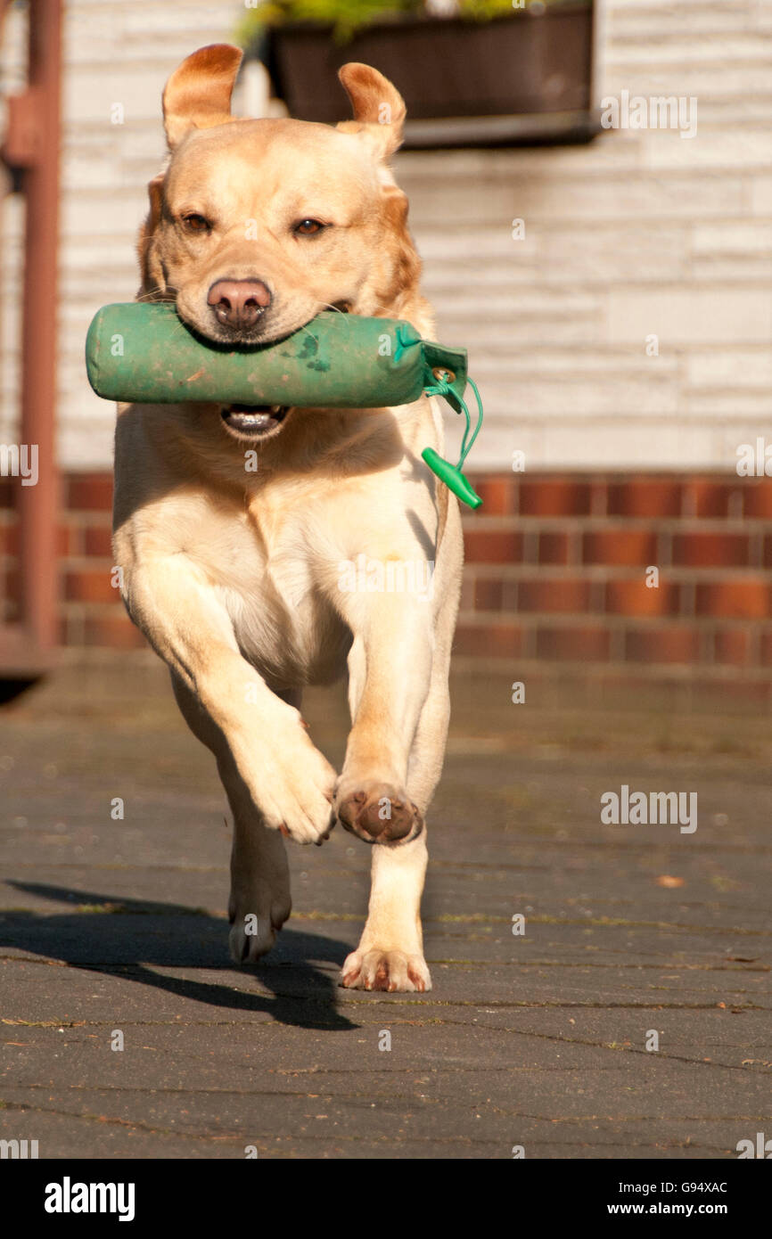 Labrador Retriever, male, retrieving dummy Stock Photo - Alamy