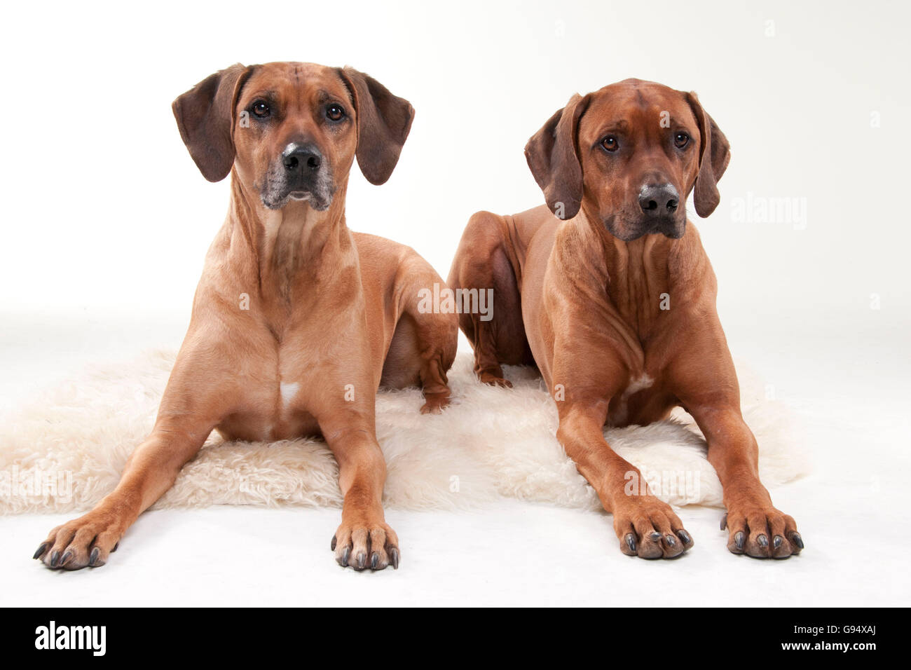 Rhodesian Ridgebacks, pair Stock Photo - Alamy