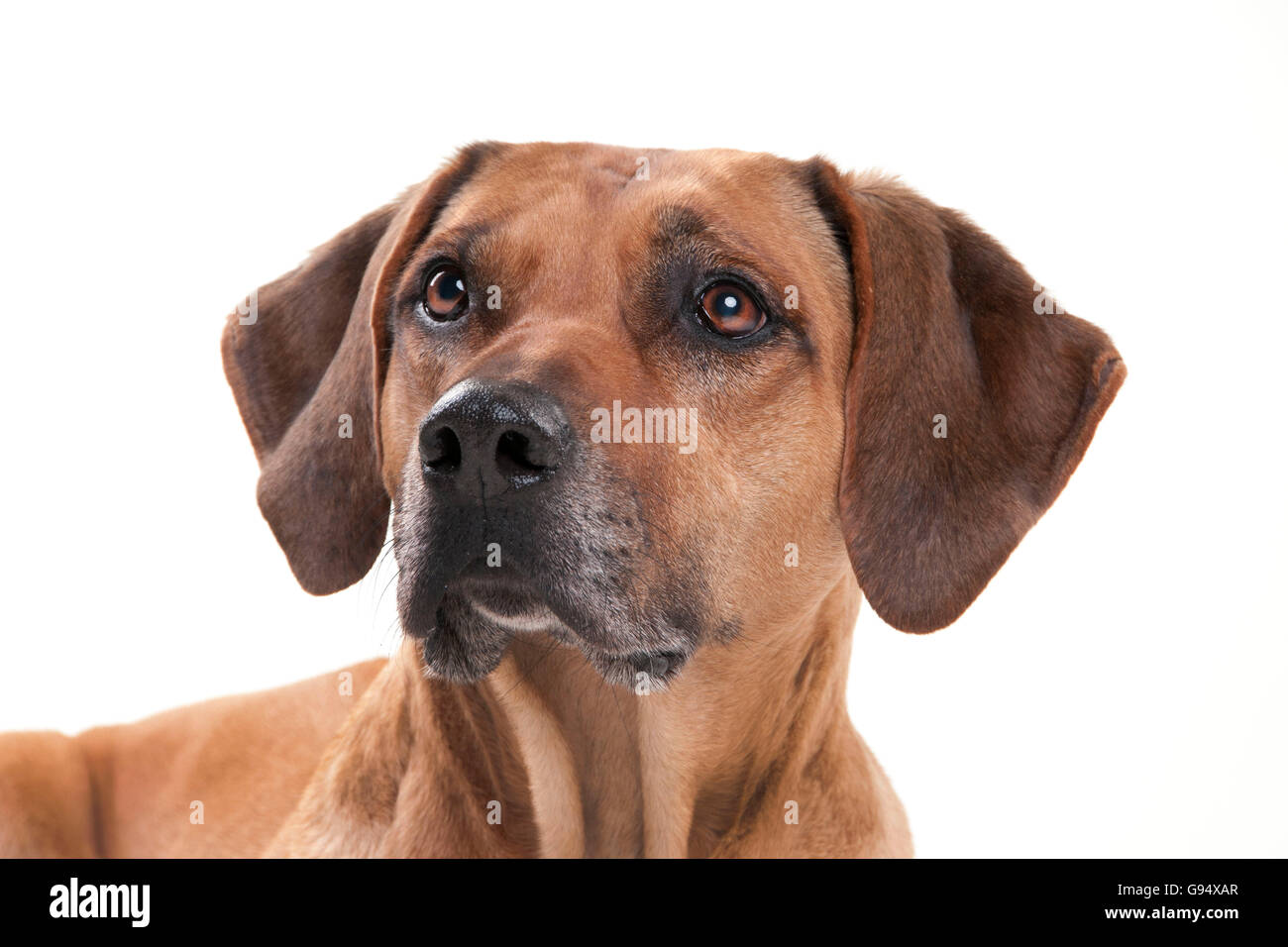 Head shot rhodesian ridgeback hi-res stock photography and images - Alamy
