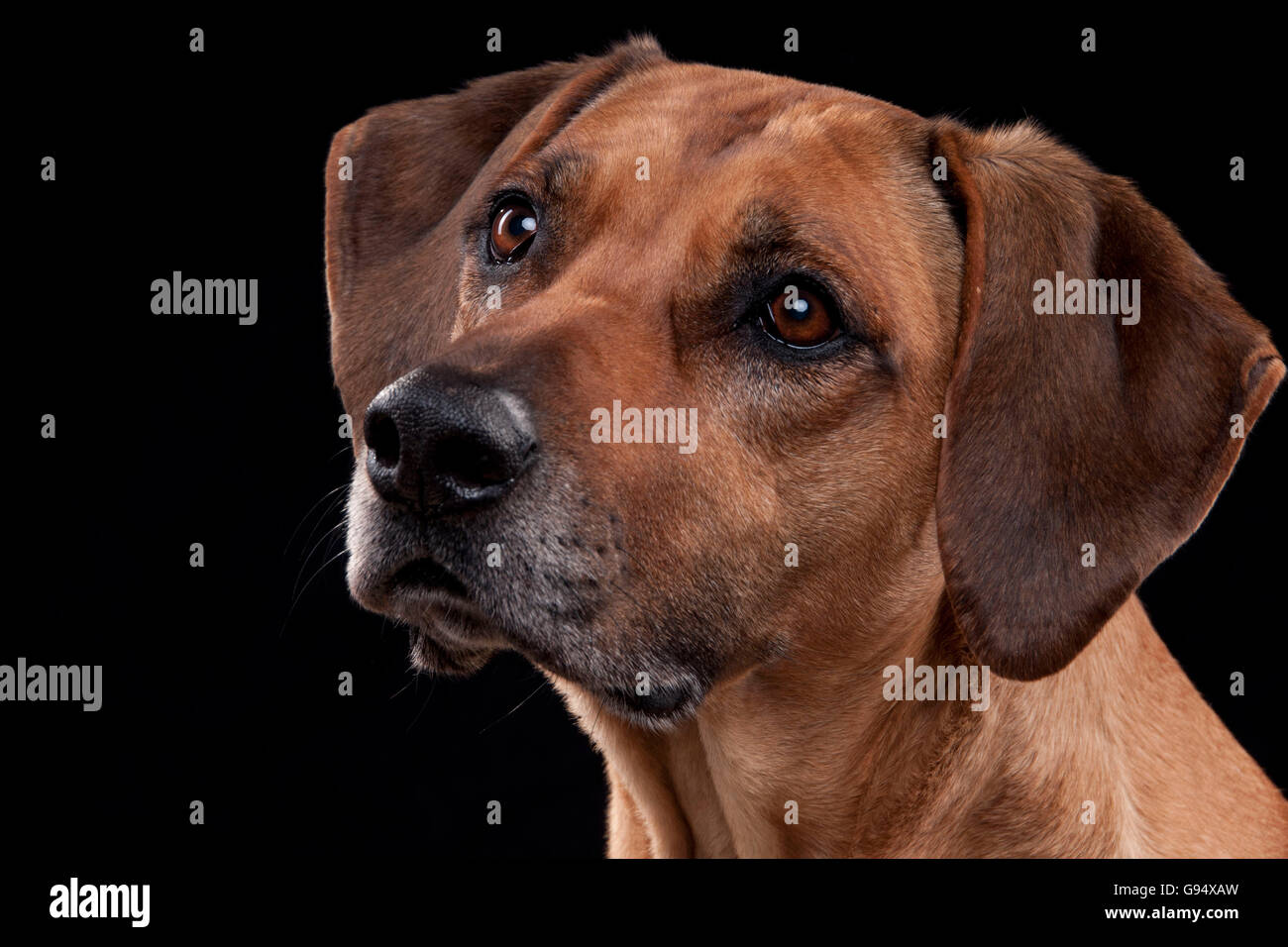 Rhodesian Ridgeback High Resolution Stock Photography and Images - Alamy