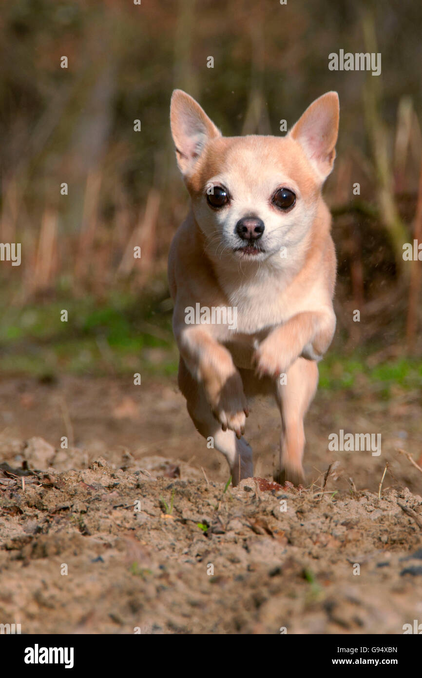 Chihuahua running hi-res stock photography and images - Alamy