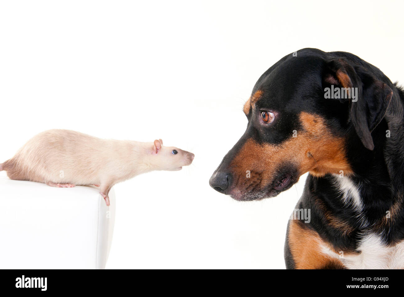 Mixed Breed Dog and Domestic Rat Stock Photo - Alamy