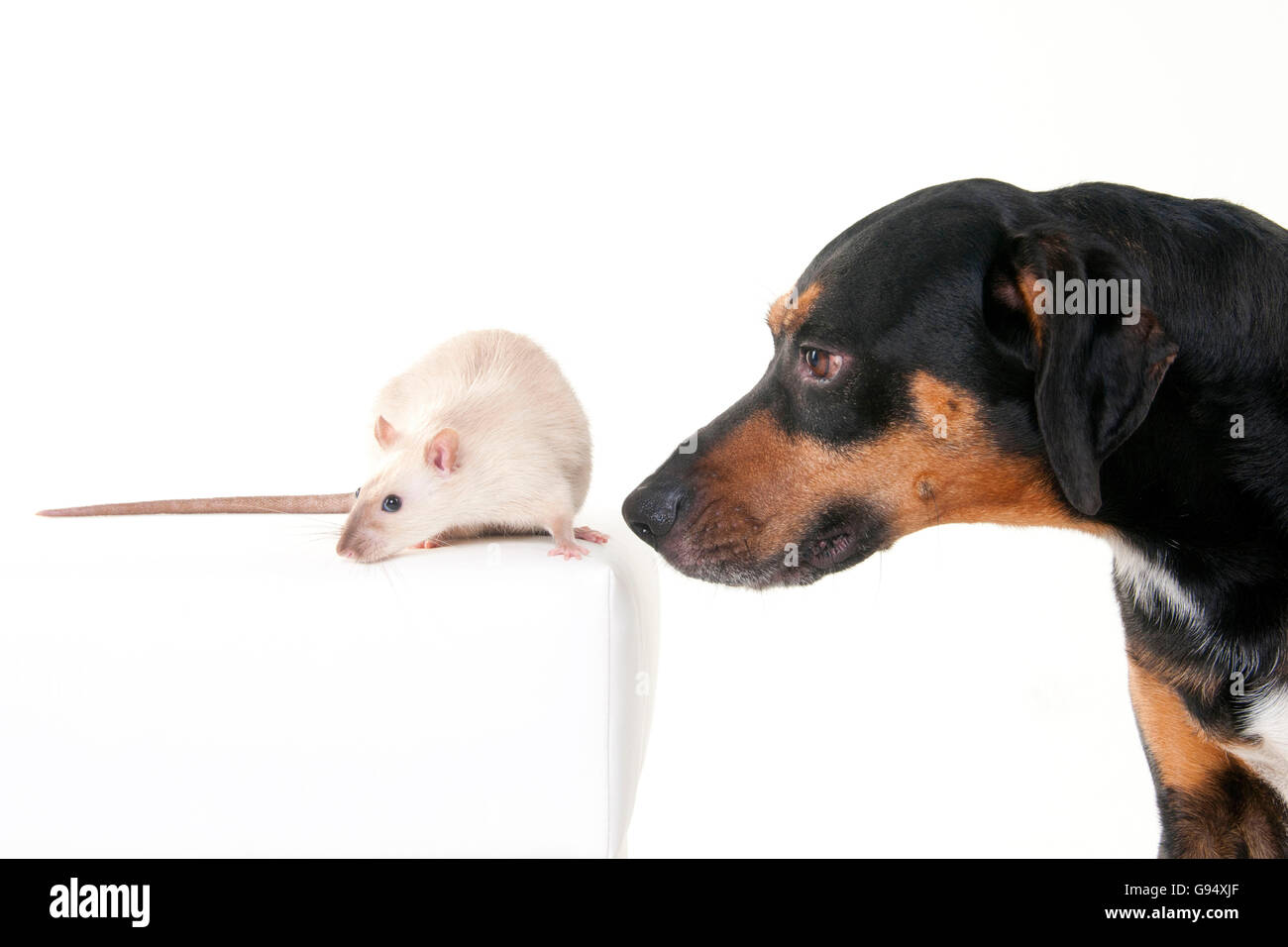 Rat dog hi-res stock photography and images - Alamy
