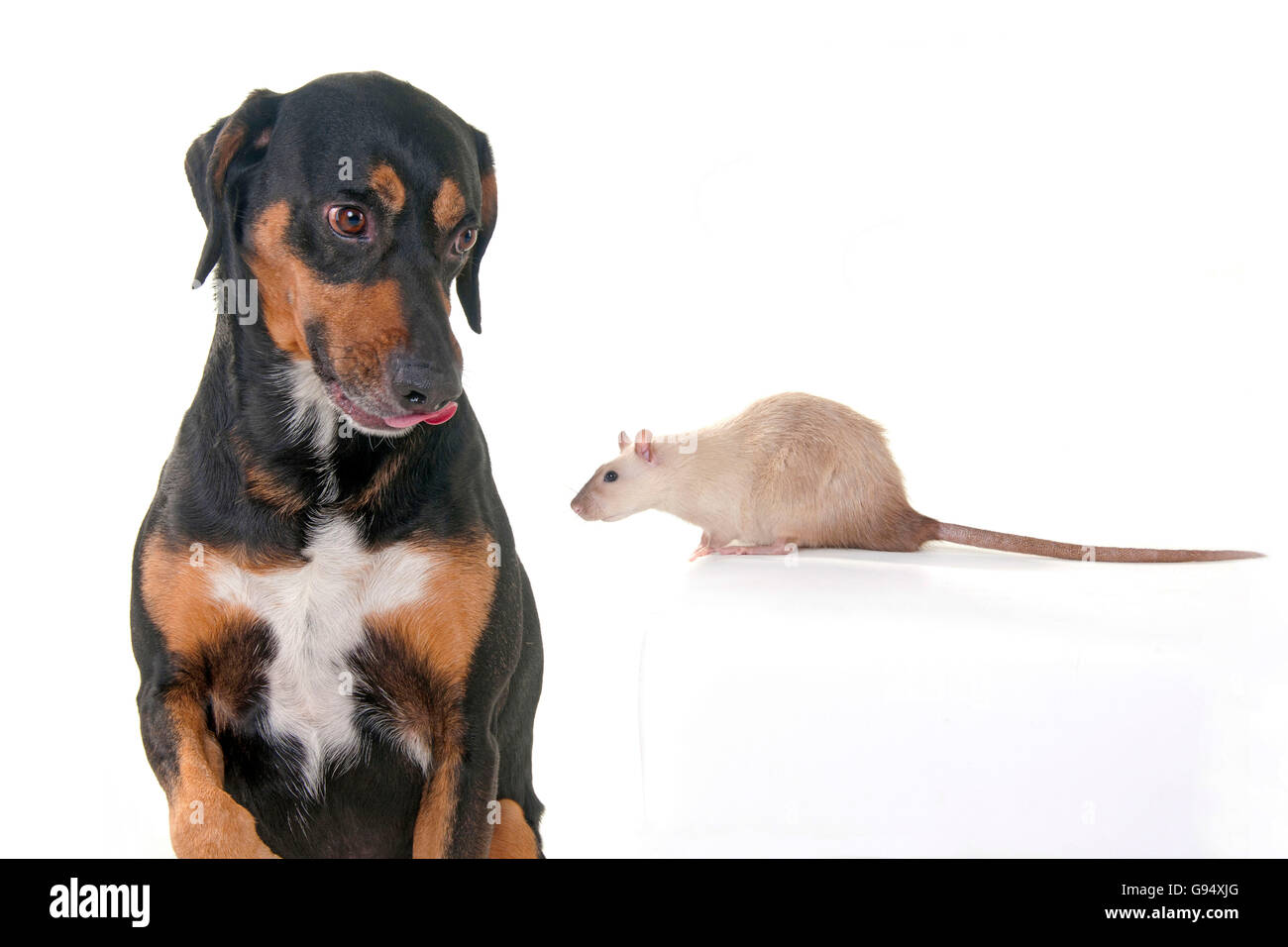 Rat dog hi-res stock photography and images - Alamy